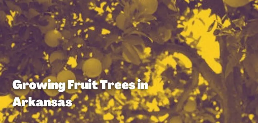 Best Fruit Trees To Grow in Arkansas!