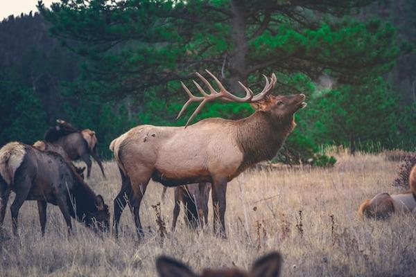 Are There Elk in Arkansas? A Guide to Elk Populations in the State